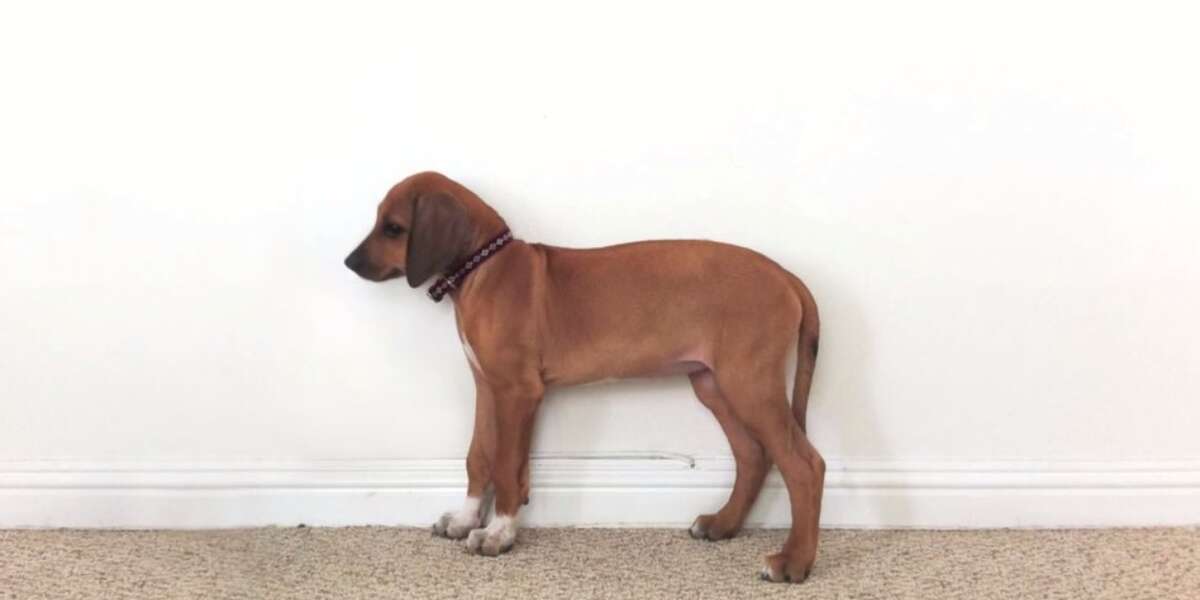 Time-Lapse Video Shows Puppy Growing Up In Just 23 Seconds - The Dodo