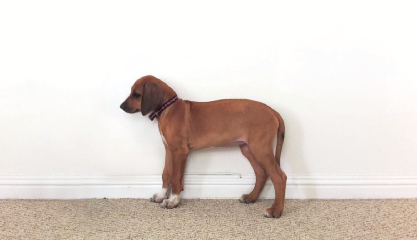 Time-Lapse Video Shows Puppy Growing Up In Just 23 Seconds - The Dodo