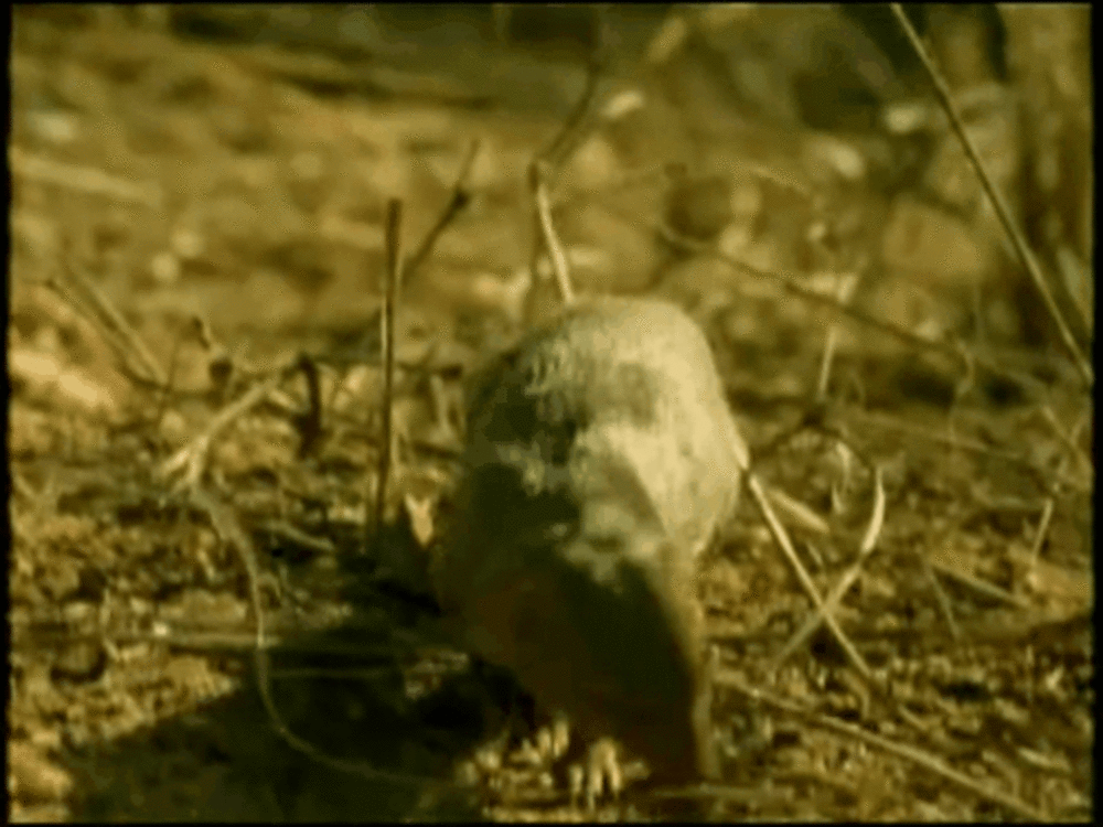 The Mysterious Lives Of 7 Animals Who Make Their Homes Underground ...