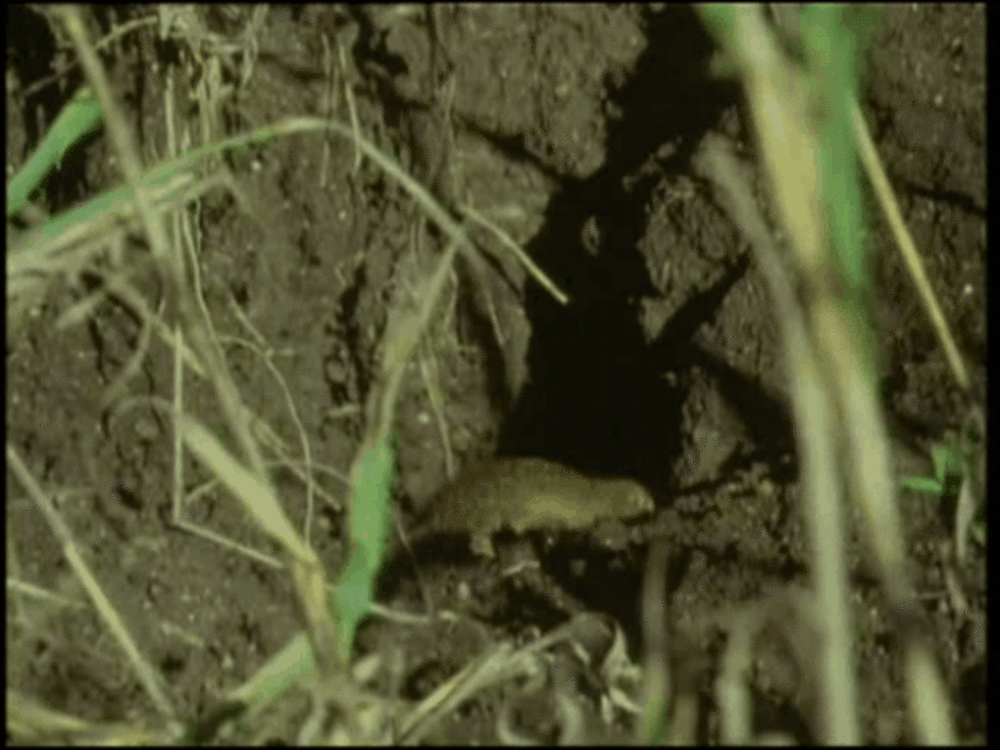 The Mysterious Lives Of 7 Animals Who Make Their Homes Underground ...