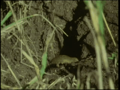 The Mysterious Lives Of 7 Animals Who Make Their Homes Underground ...