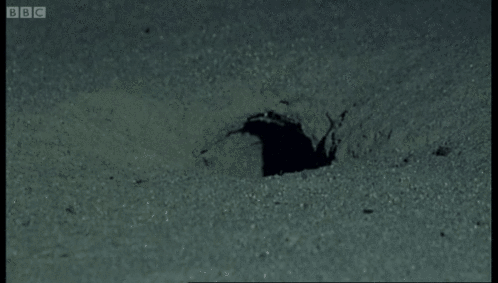 The Mysterious Lives Of 7 Animals Who Make Their Homes Underground ...