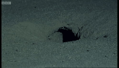 The Mysterious Lives Of 7 Animals Who Make Their Homes Underground ...