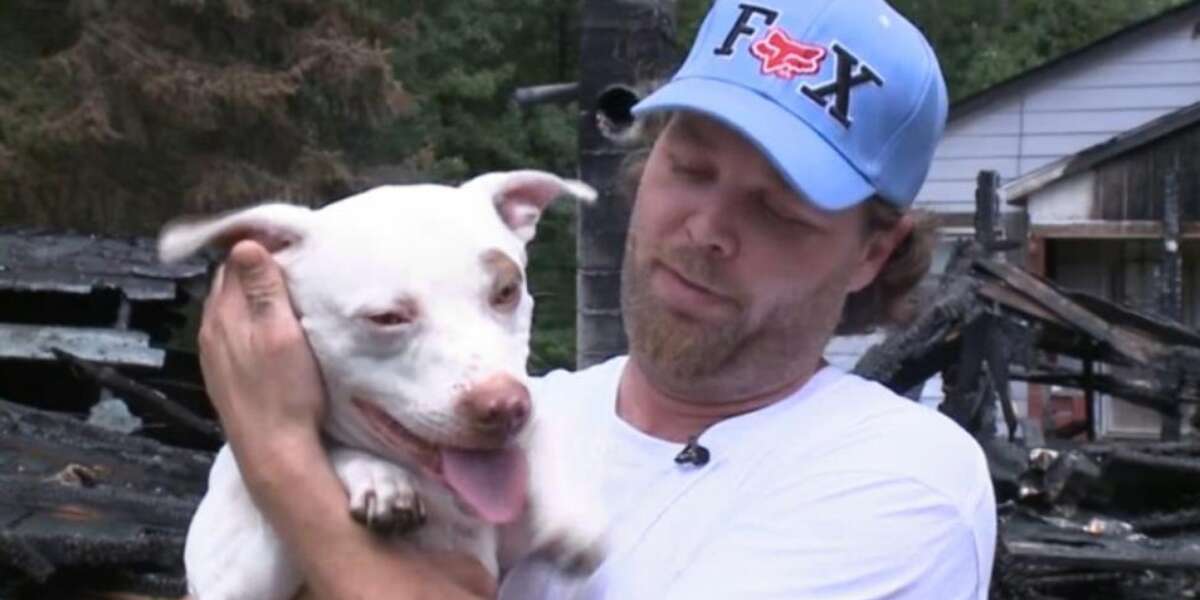 5 Daring Rescue Pups Who Later Rescued Their Humans - The Dodo