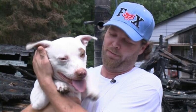 5 Daring Rescue Pups Who Later Rescued Their Humans - The Dodo