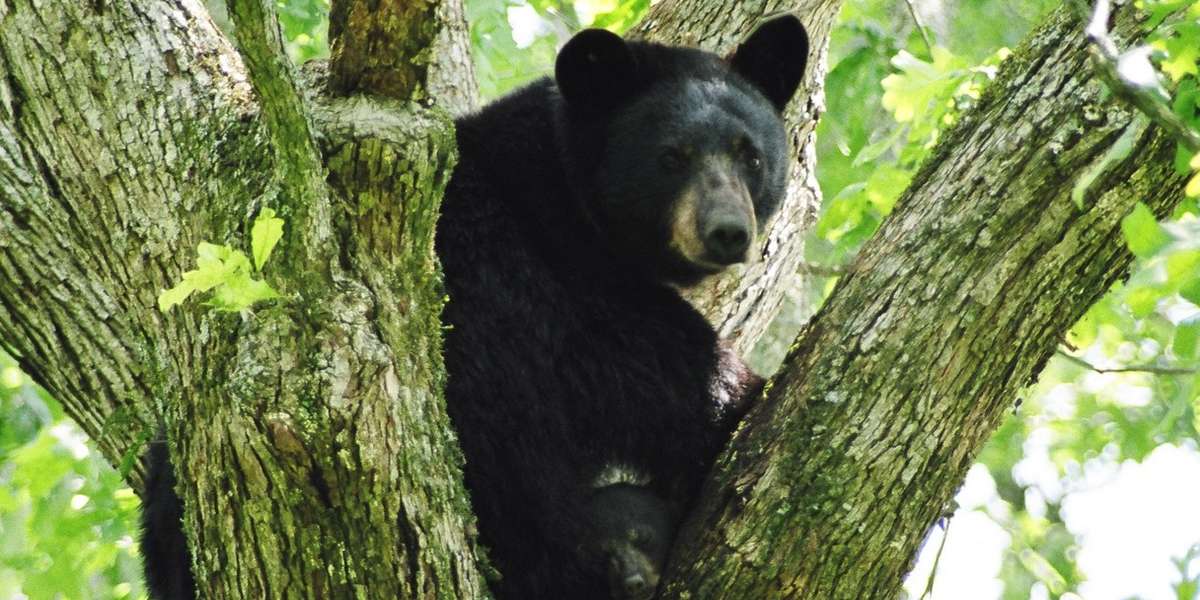 These Real-Life Teddy Bears Will Live To See Another Day - The Dodo