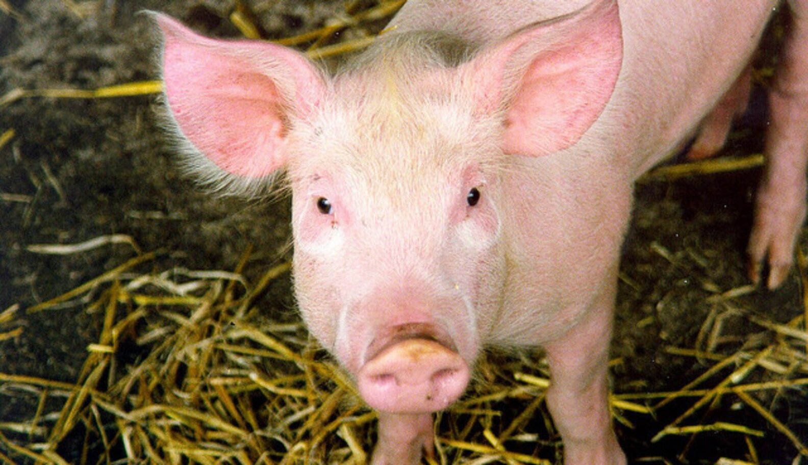 Walmart Caught Supporting Horrific Pig Treatment (Again) - The Dodo