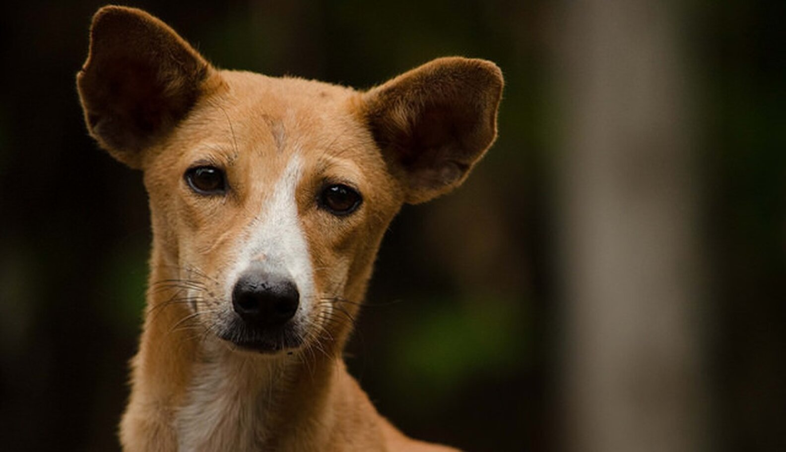 Can Twitter Help Save 10,000 Dogs From Being Eaten This Year? - The Dodo