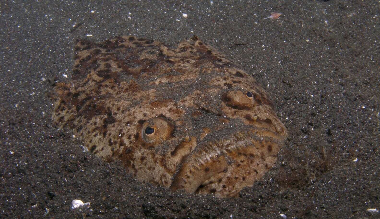 12 Animals Who Actually Use Electricity - The Dodo