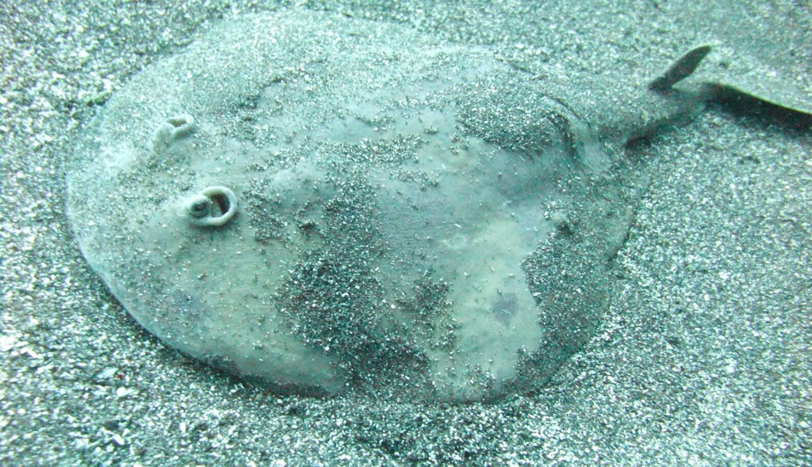 12 Animals Who Actually Use Electricity - The Dodo