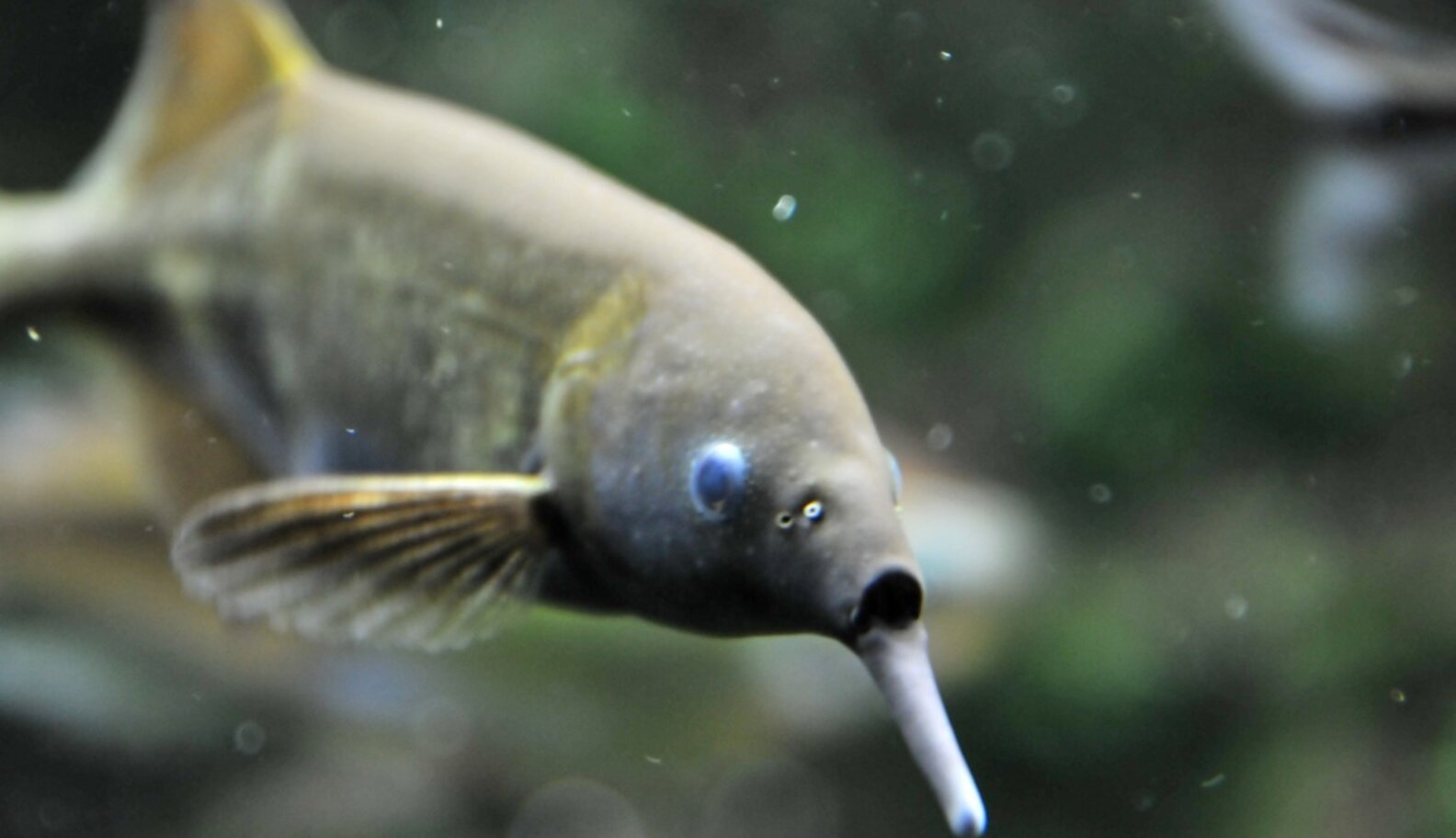 12 Animals Who Actually Use Electricity - The Dodo