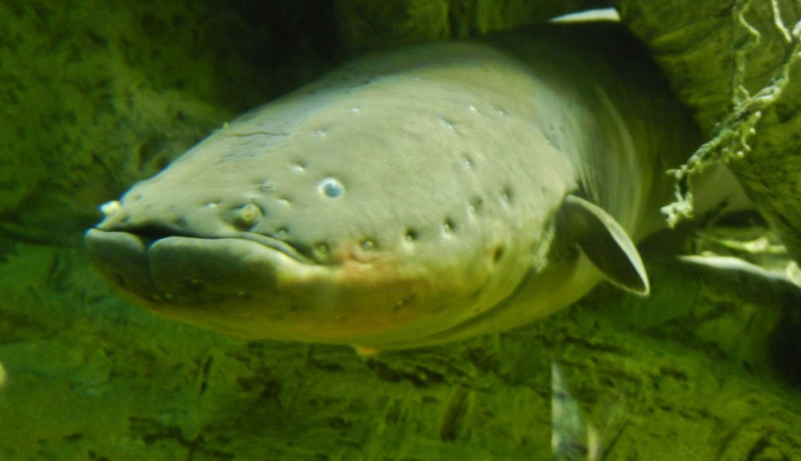 12 Animals Who Actually Use Electricity - The Dodo