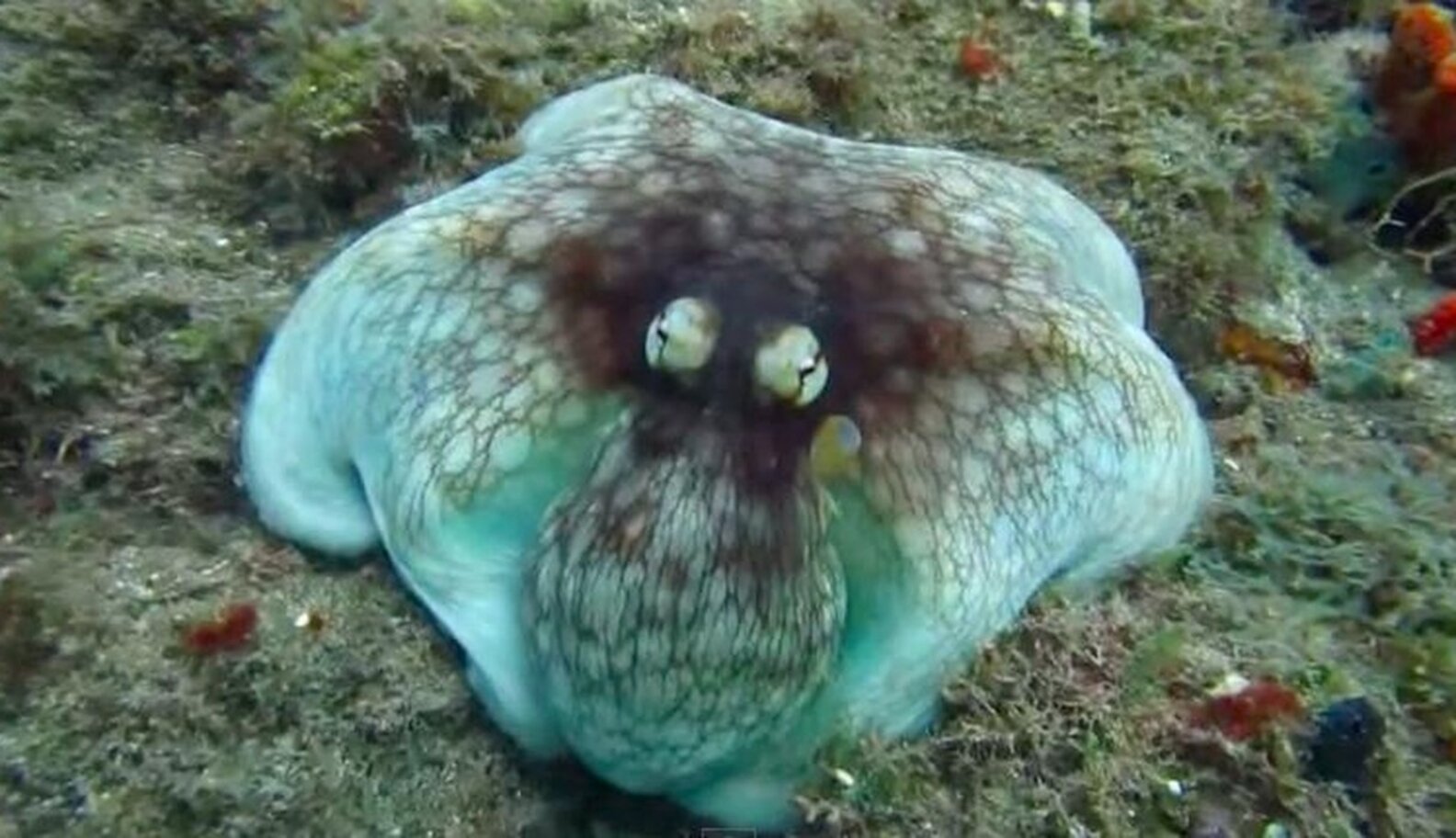 Invisible Octopus Dramatically Reveals Herself - The Dodo