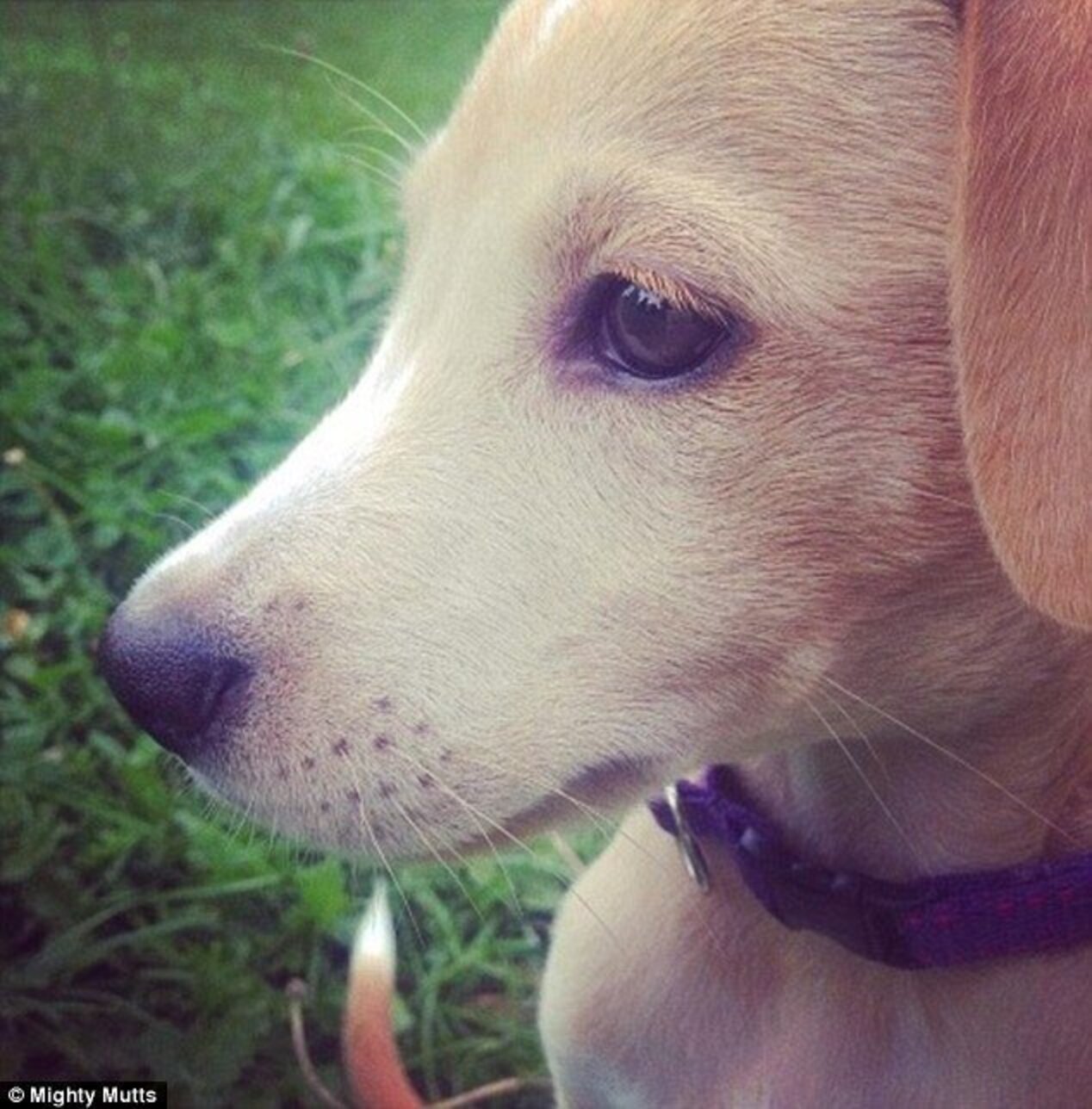 'Saddest Dog In The World' Dumped At Shelter Again Needs Urgent Rescue ...