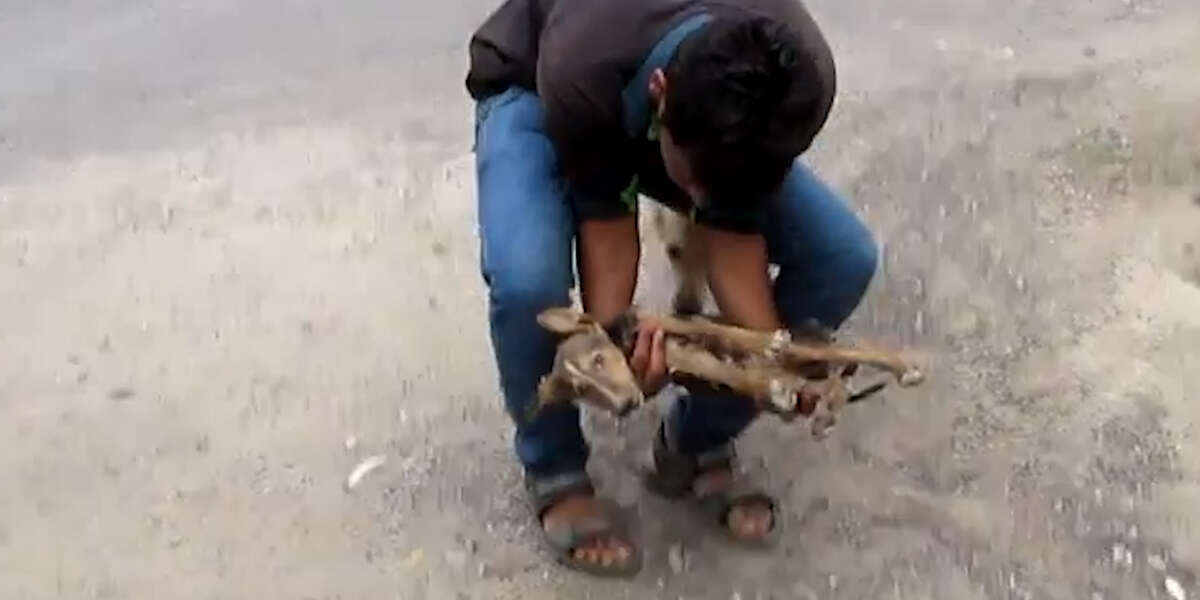 Rescued Street Dog Can Finally Walk Again - Videos - The Dodo