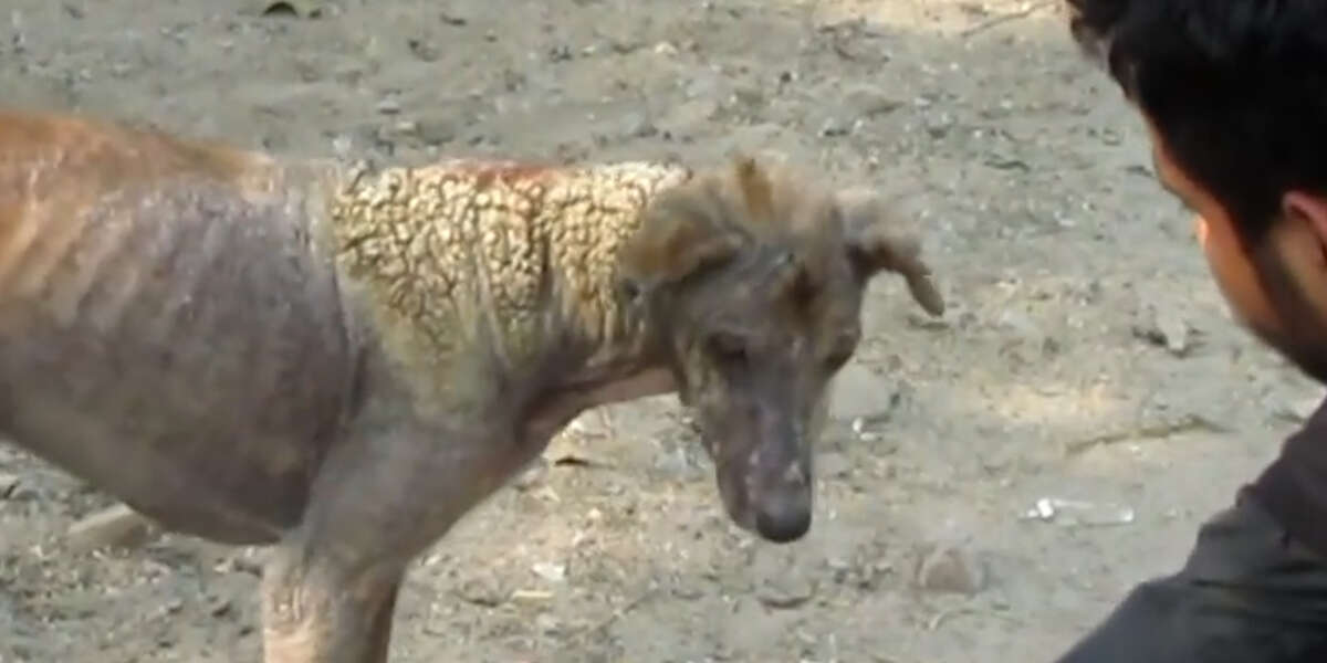Dog Who Spent Life On The Streets Looks So Different Now - Videos - The ...