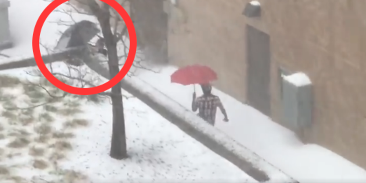 Woman Shields Mama Goose During Hail Storm - The Dodo