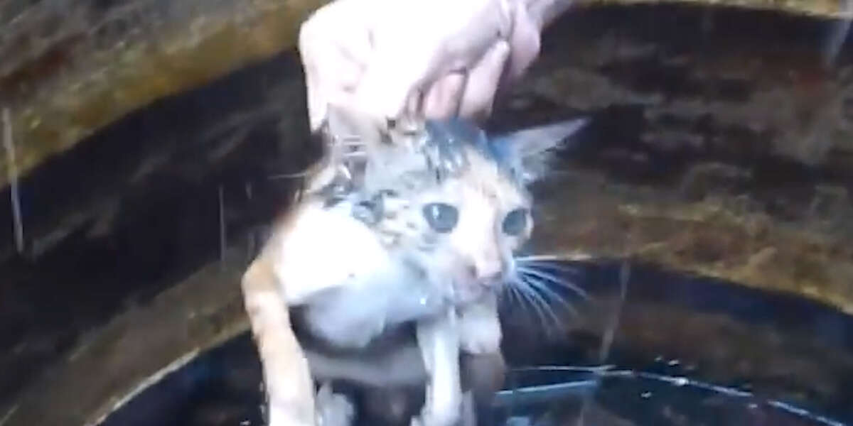 Heroes Save Tiny Kittens Stranded In A Monsoon - Videos - The Dodo