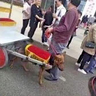 Dogs Forced To Drag Carts In China - The Dodo