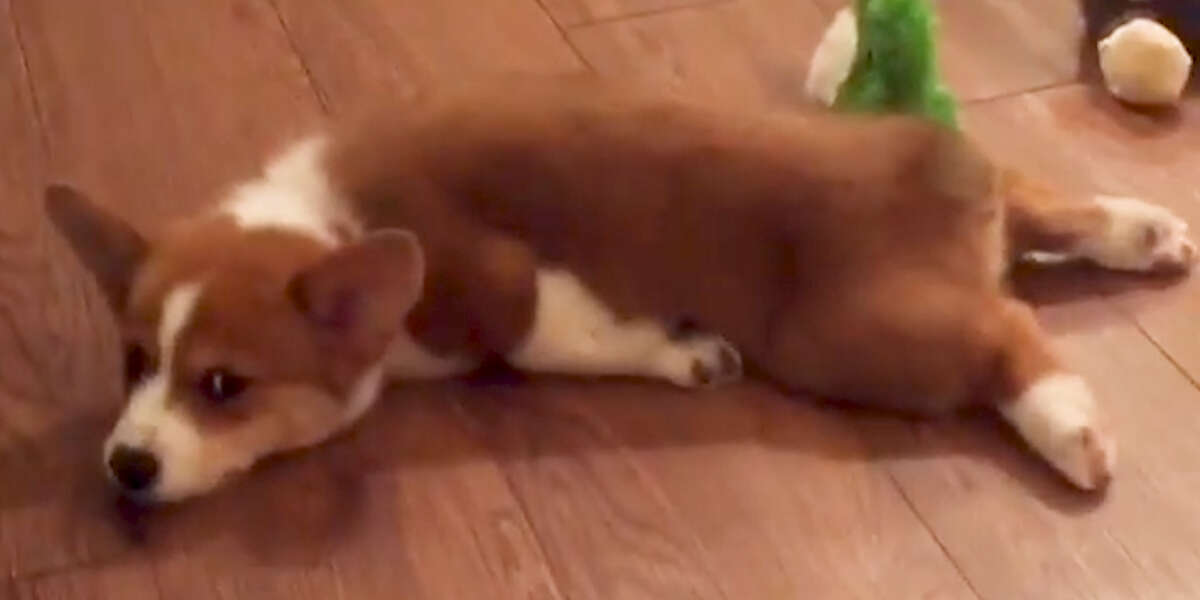 Corgi Puppy Can't Stop Splooting - Videos - The Dodo