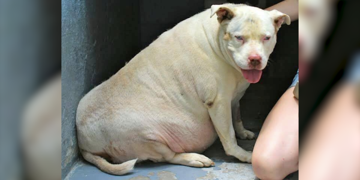 Obese Shelter Dog Loses Half Her Weight - The Dodo