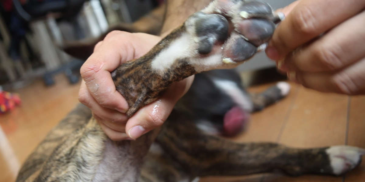 How To Make Paw Wax For Your Pet - Videos - The Dodo