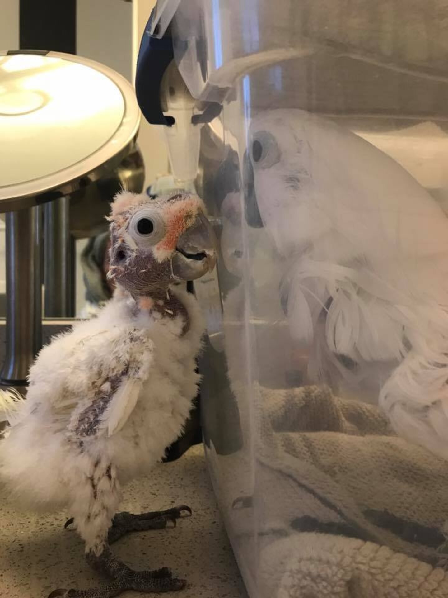 Rescued Cockatoo Visits Friend In The Bird Hospital - The Dodo