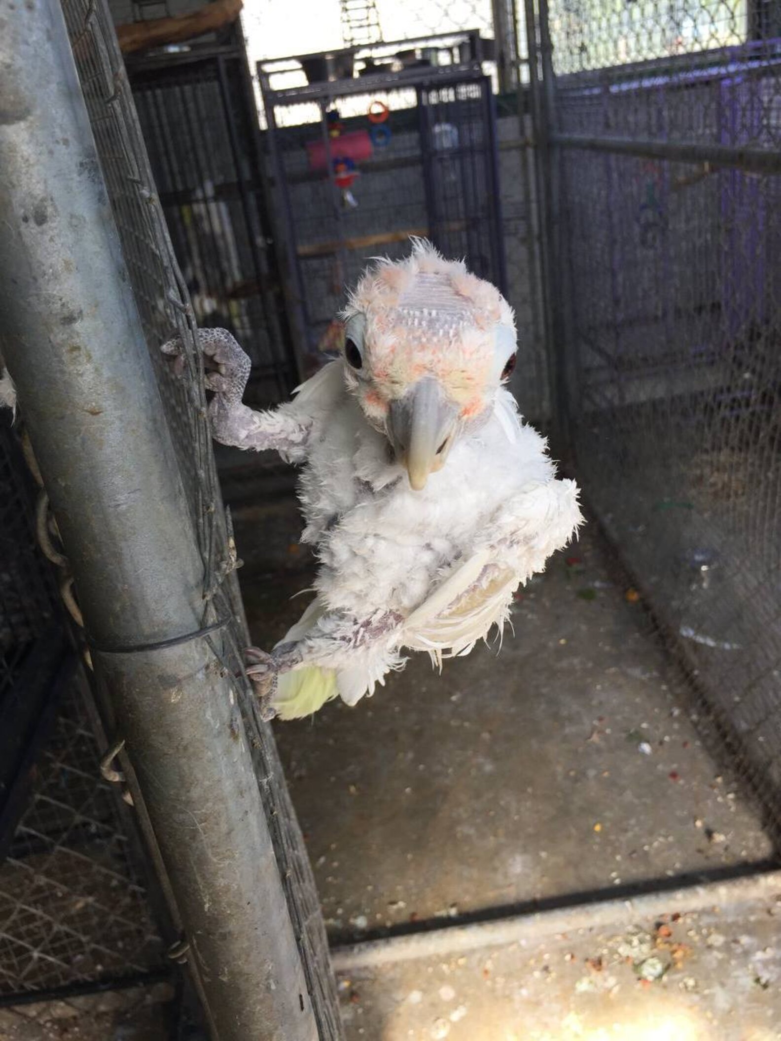 Rescued Cockatoo Visits Friend In The Bird Hospital - The Dodo