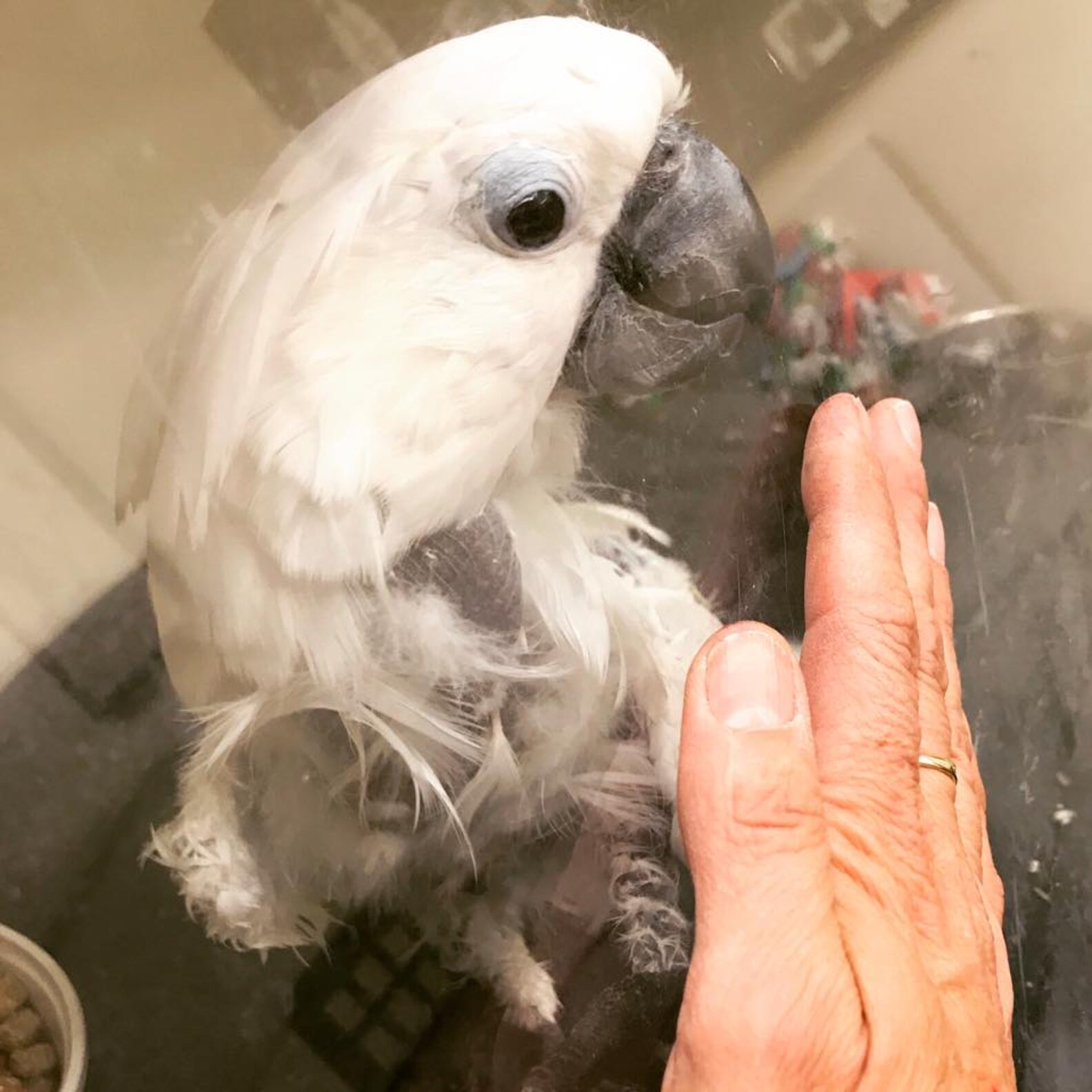 Rescued Cockatoo Visits Friend In The Bird Hospital - The Dodo