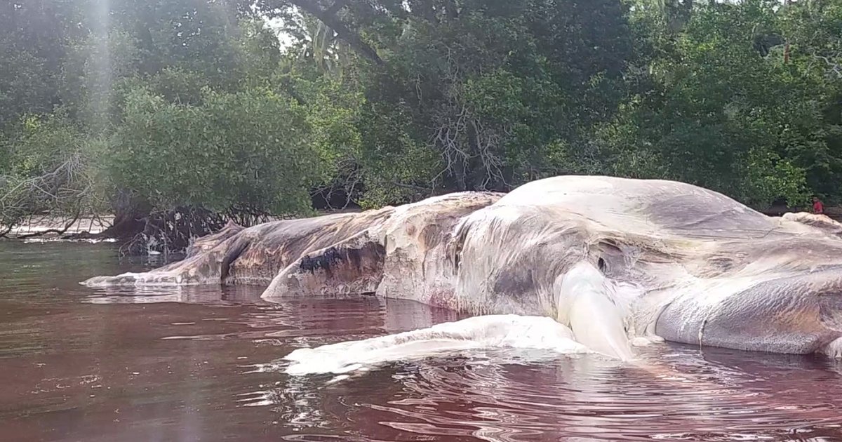 Giant Indonesian Sea Monster Baffles The Internet - Thrillist