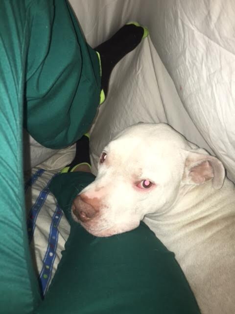 Dog Thrown From Car In Crash Gets Adopted By His Vet - The Dodo