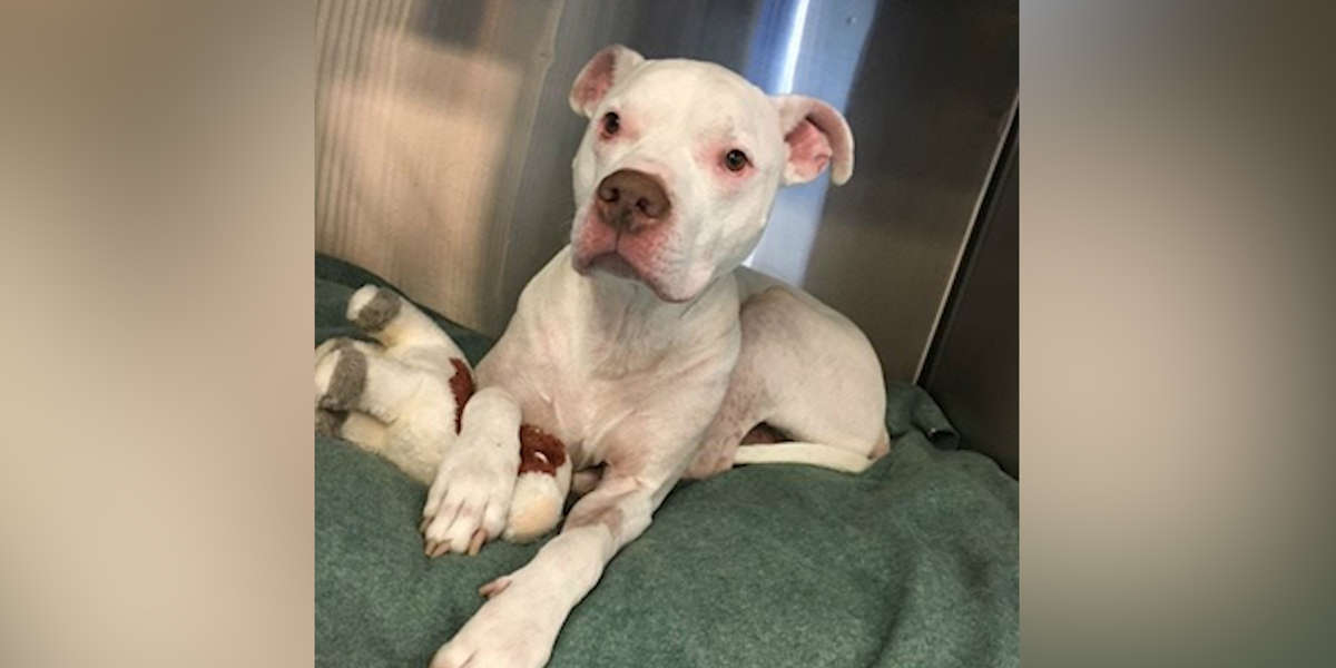 Dog Thrown From Car In Crash Gets Adopted By His Vet - The Dodo