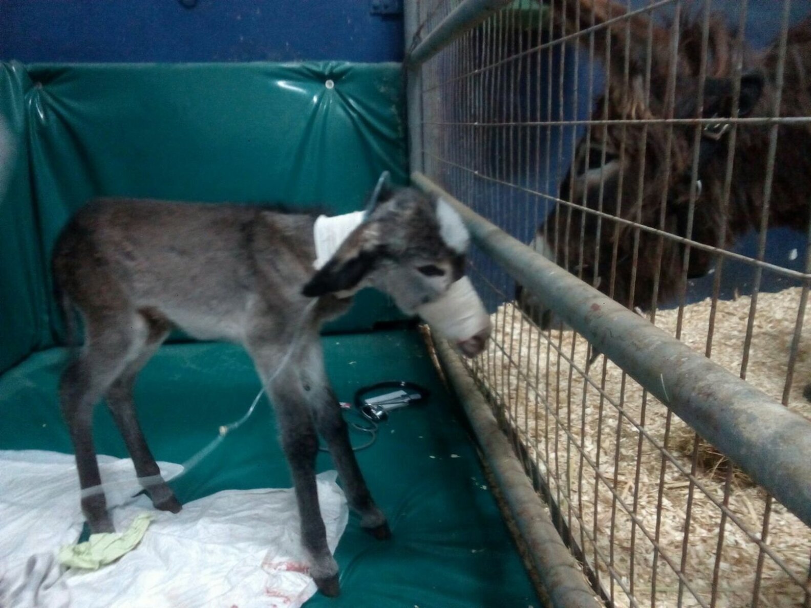 Rescued Donkey Stays With Sick Newborn Son In Hospital - The Dodo