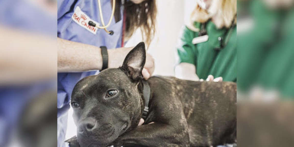 Vet Gives Out Free Care So Homeless People Can Keep Their Pets - The Dodo