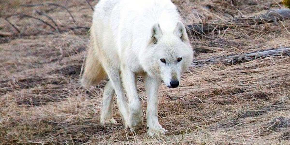 Famous White Wolf In Yellowstone Euthanized After Being Shot - The Dodo