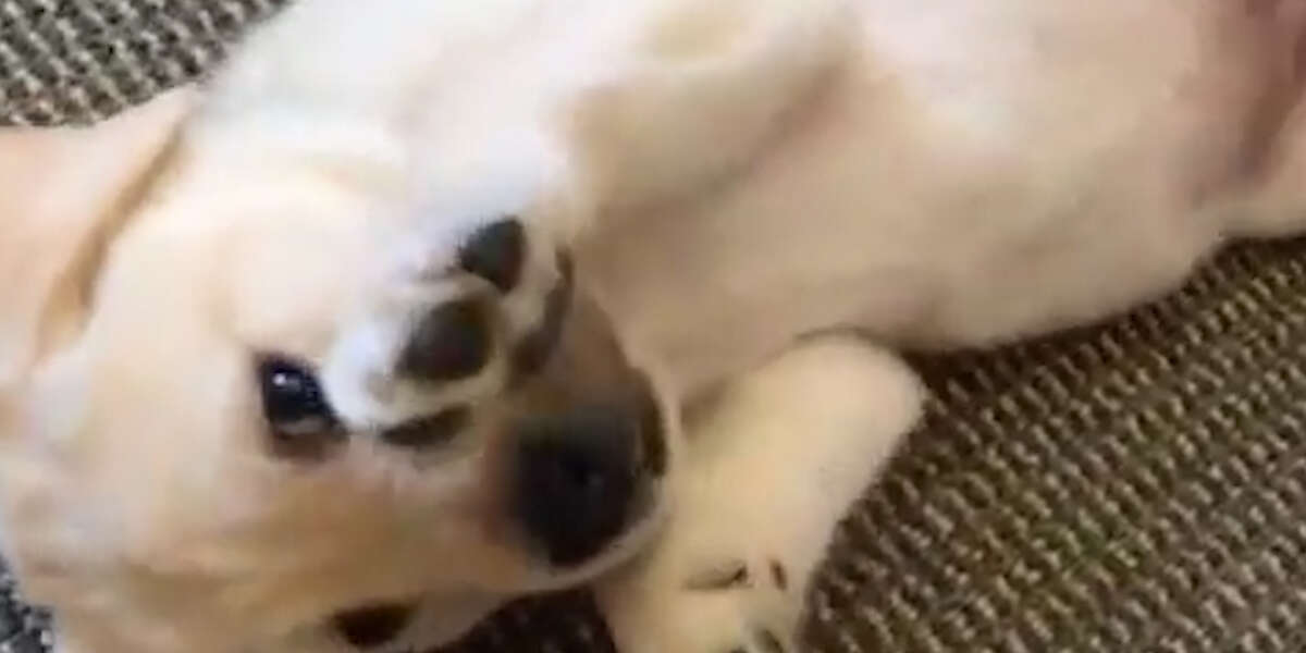 Smudge Shows Everyone How To Be A Guide Dog - Videos - The Dodo