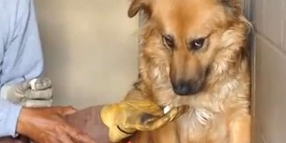 Dog Who Was Afraid To Be Touched Can't Stop Giving Kisses - Videos ...