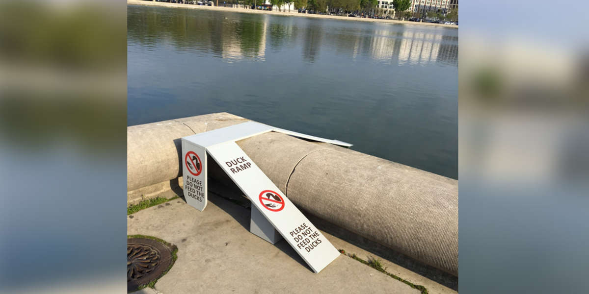 Adorable Duck Ramps Unveiled At US Capitol Reflecting Pool - The Dodo