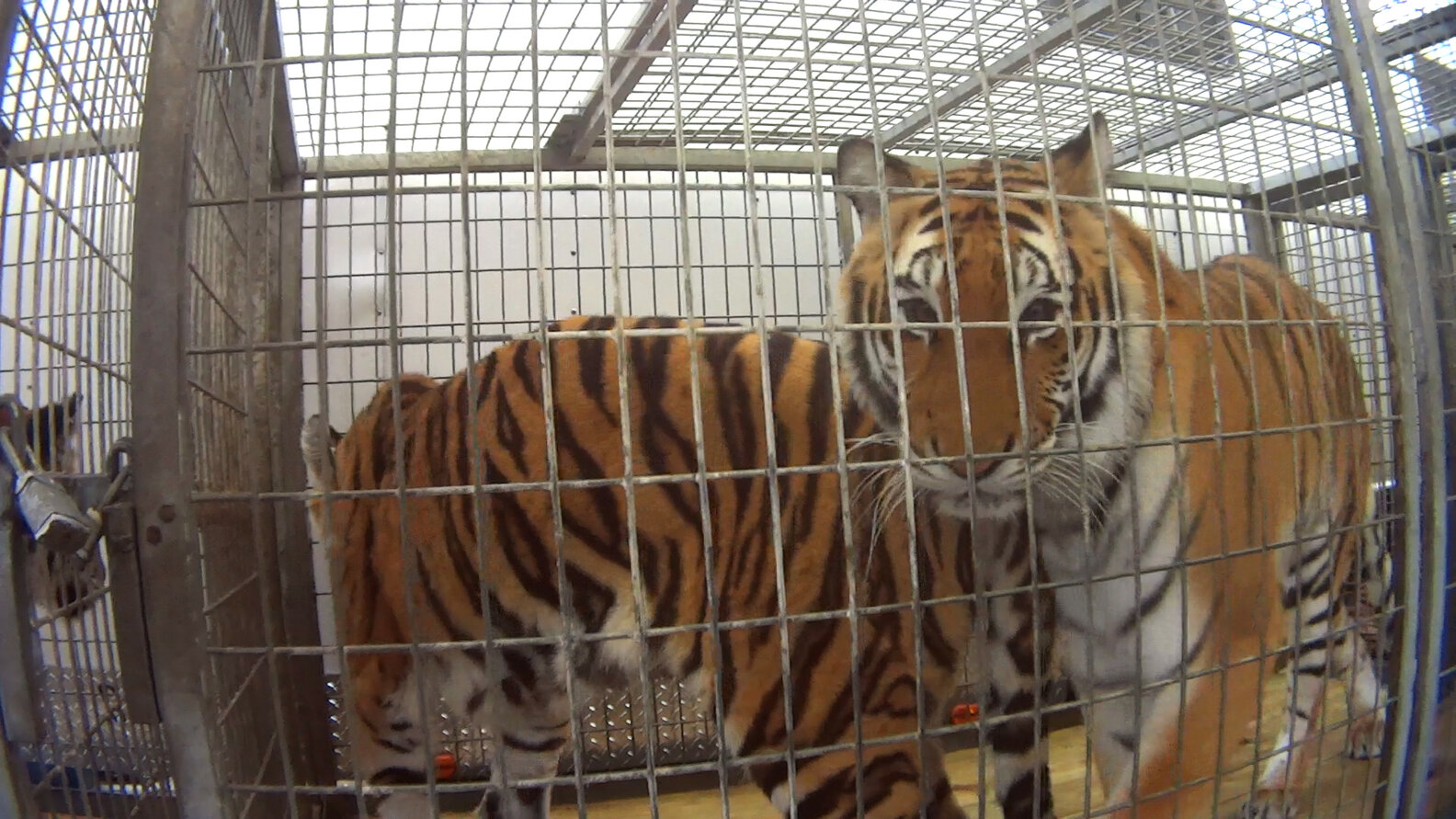 Circus Tigers Abused And Neglected, Alleges Undercover Investigation ...