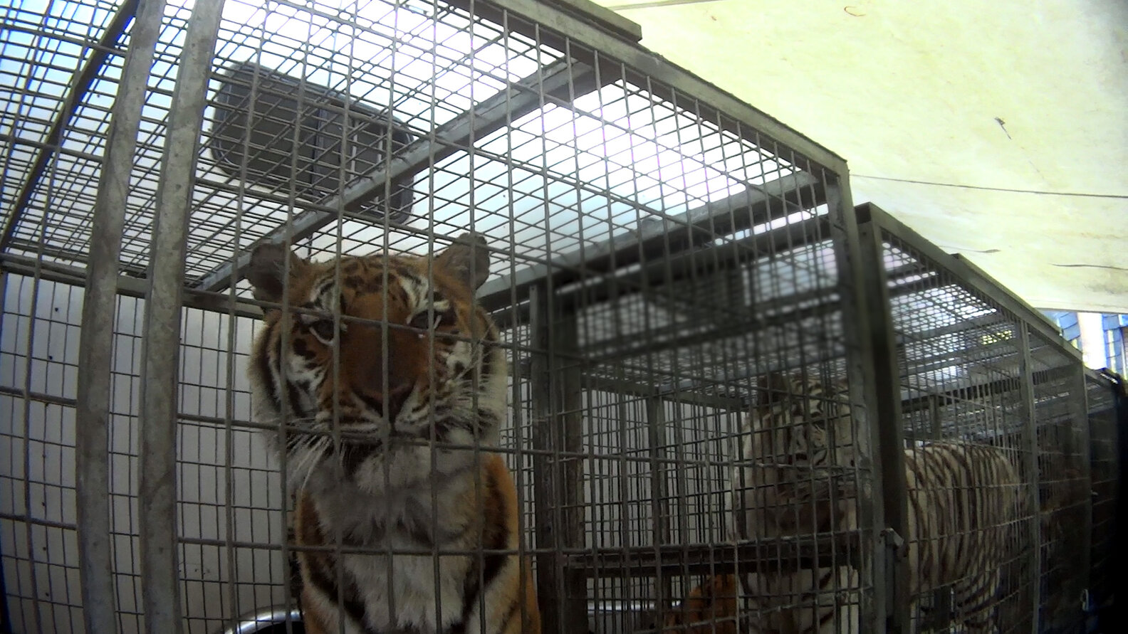 Circus Tigers Abused And Neglected, Alleges Undercover Investigation ...