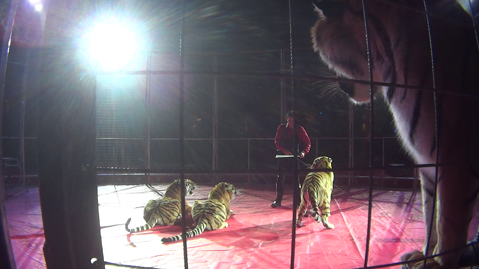Circus Tigers Abused And Neglected, Alleges Undercover Investigation ...