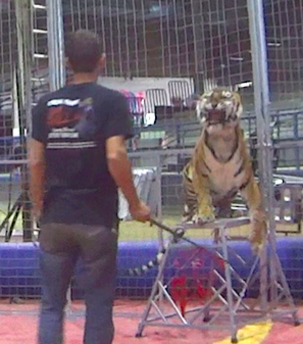 Circus Tigers Abused And Neglected, Alleges Undercover Investigation ...