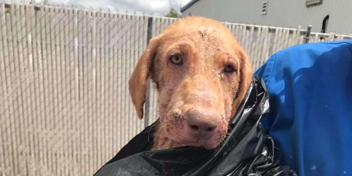 Sick Dog Surrendered To Shelter In Garbage Bag - The Dodo