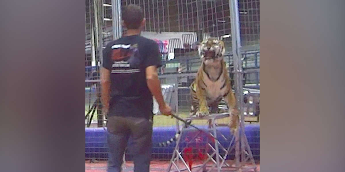 Circus Tigers Abused And Neglected, Alleges Undercover Investigation ...