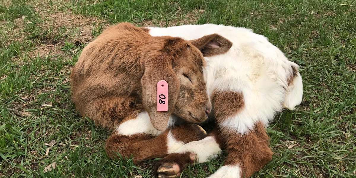 Blind Goat Being Raised For Meat Is Sent To A Sanctuary - The Dodo
