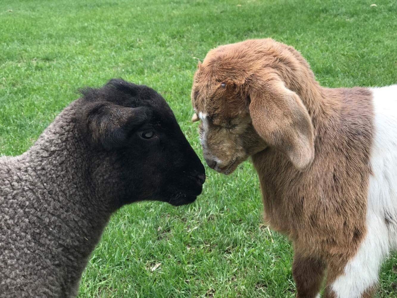 Blind Goat Being Raised For Meat Is Sent To A Sanctuary - The Dodo