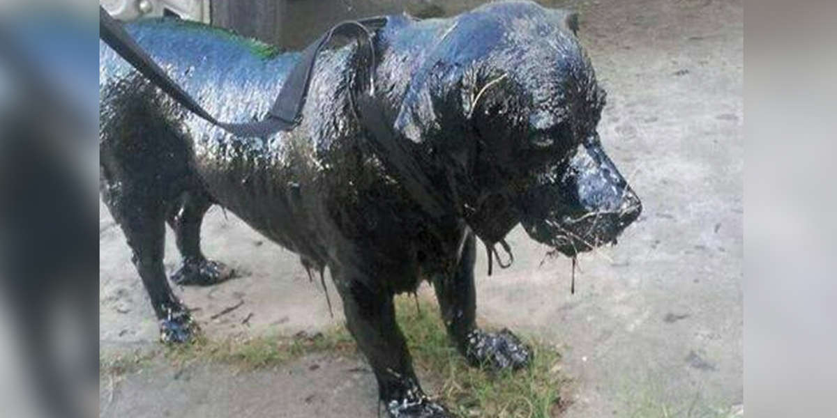 Dog Rescued From Tar Is So Happy To Be Clean - The Dodo