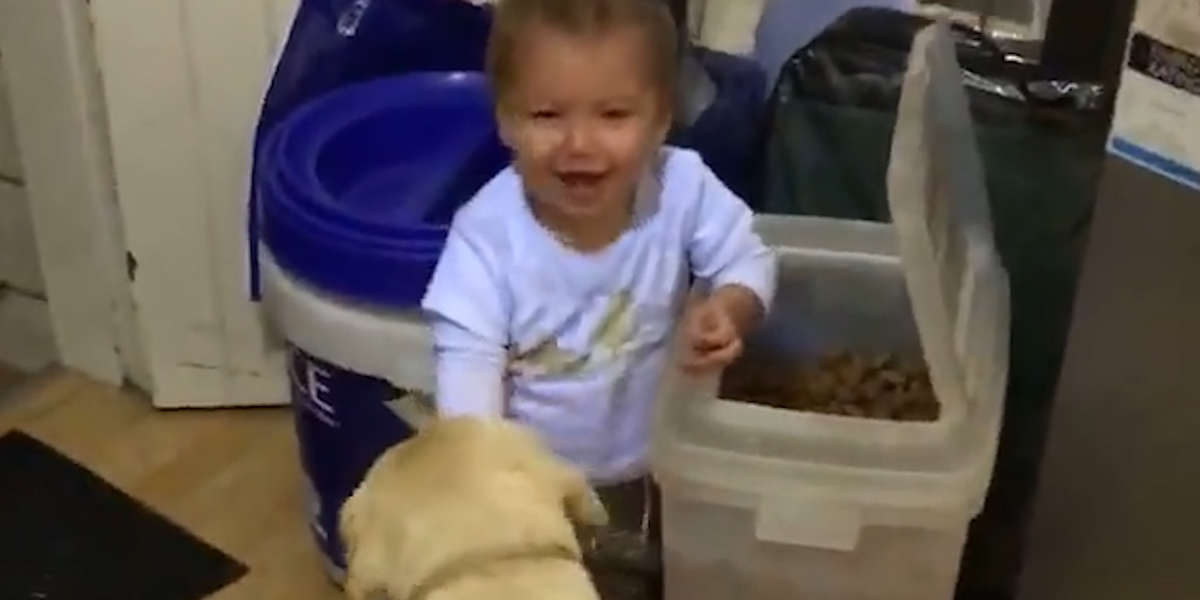 Toddler Feeds His Dogs One By One - Videos - The Dodo
