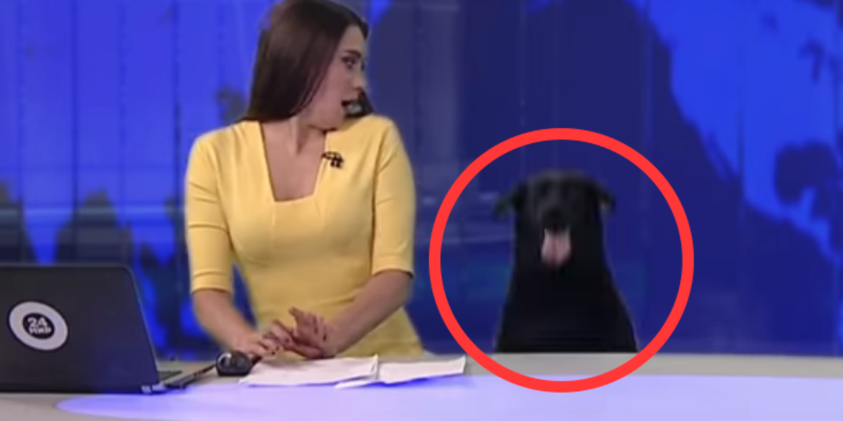 Dog Interrupts News Broadcast - The Dodo