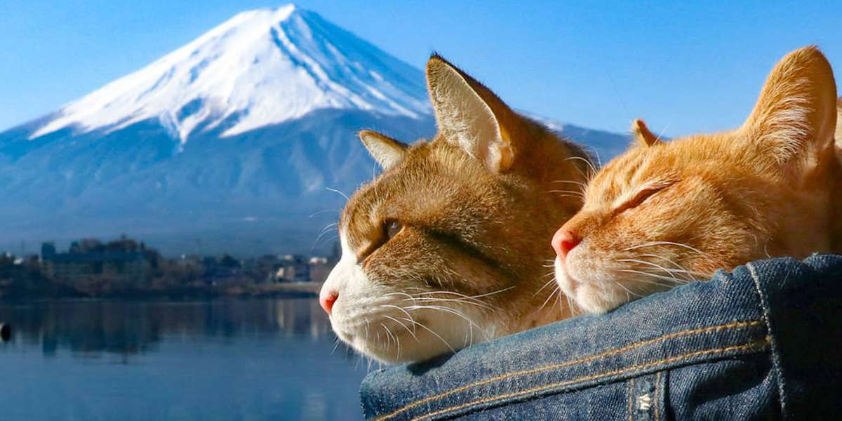 Cats Who Were Abandoned As Babies Are Exploring Mt. Fuji Now - Videos ...